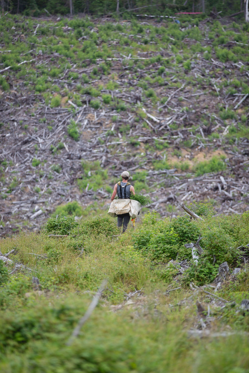 ONE ORDER = ONE TREE